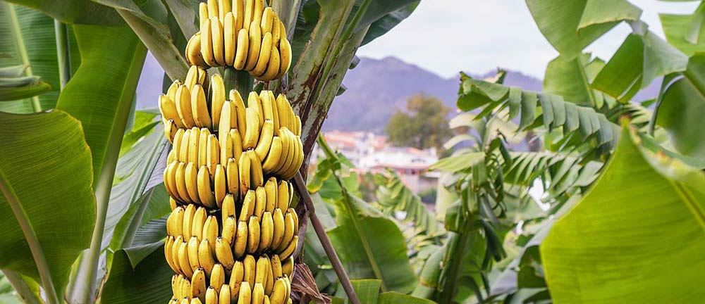 10 Banana Facts You Might Not Have Known - NAVINA COSTA RICA